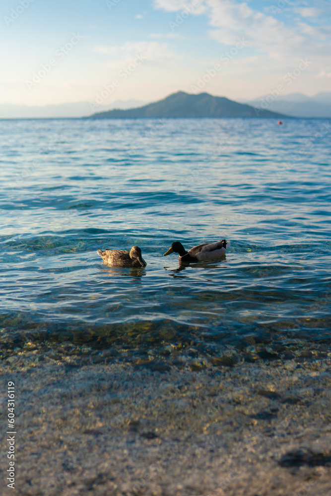 Two ducks swim in the summer on the setting sun in the clear water of ...