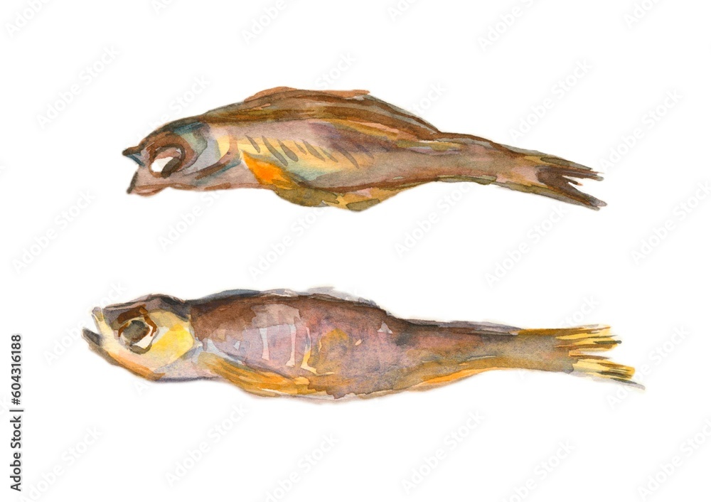 Two smoked, salted fish, herring, mackerel, hand-drawn illustrations in ...