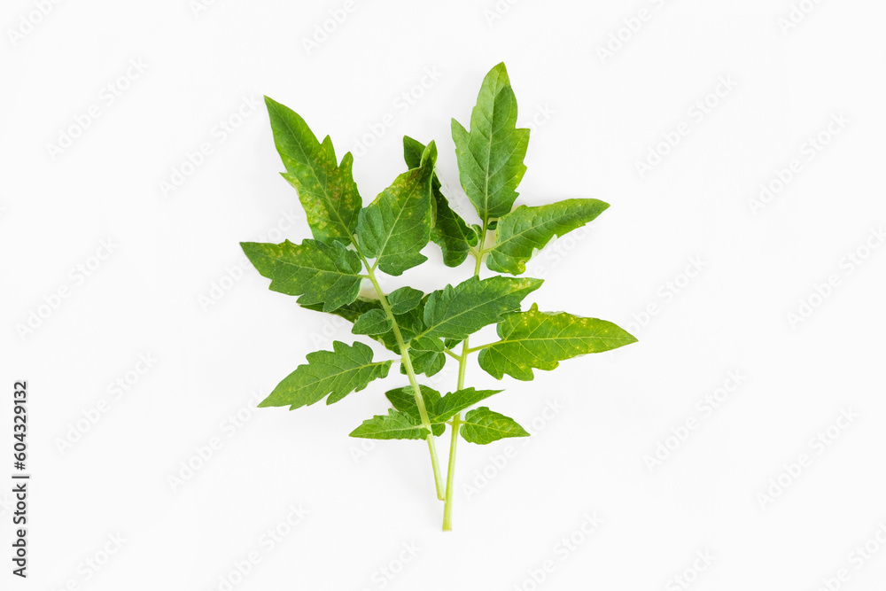 Leaf spot symptom. Dark spots and yellow surrounding region. Septoria ...