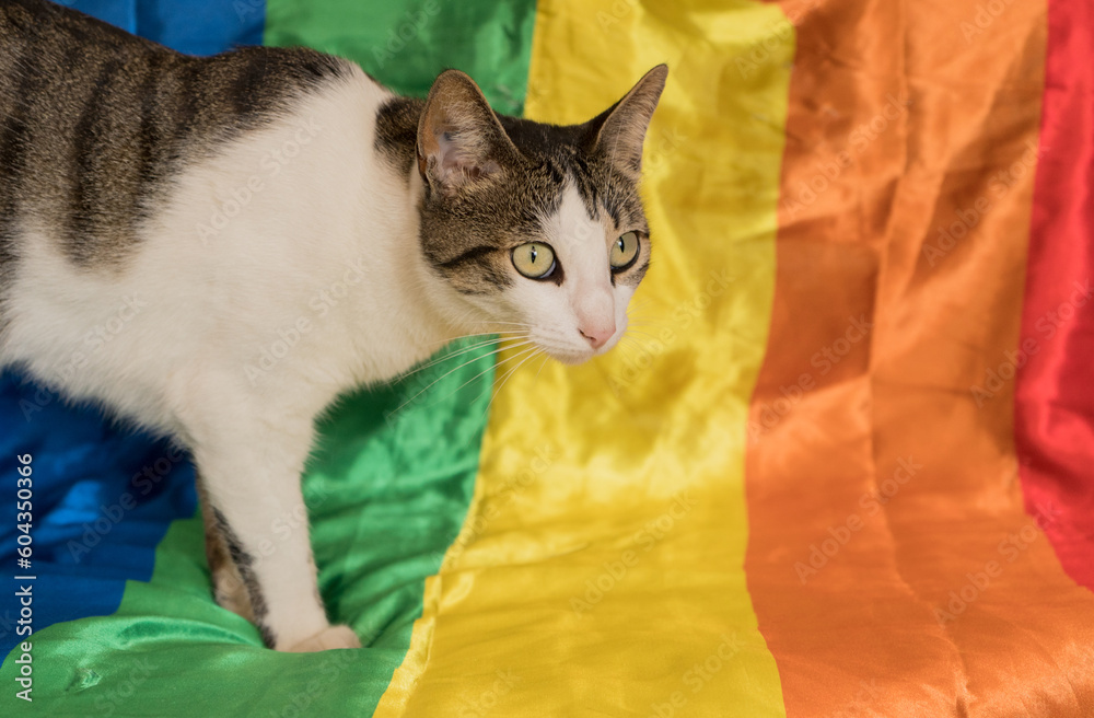 retrato de gato con la bandera gay de fondo, primer plano de retrato de ...