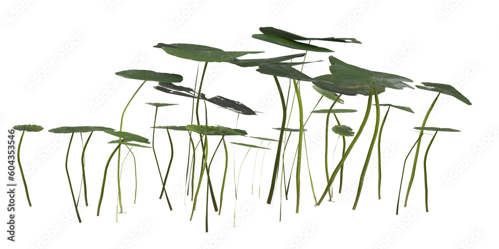 3d illustration of hydrocotyle vulgaris bush isolated on transparent ...