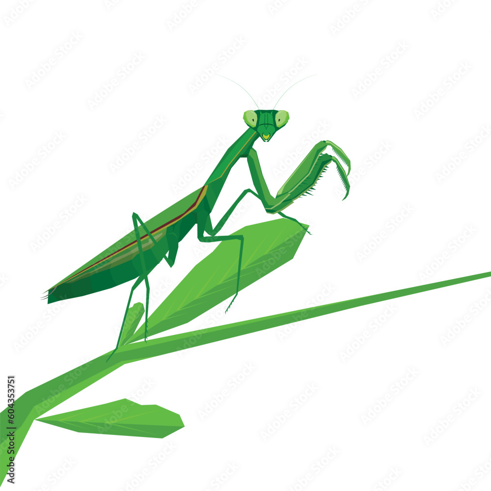 Mantis. Editable hand drawn illustration. Vector detailed illustration ...