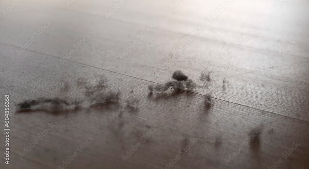 Dust nad Dirt on a Wooden Floor. Dirty Floor under Bed. Colonies of ...