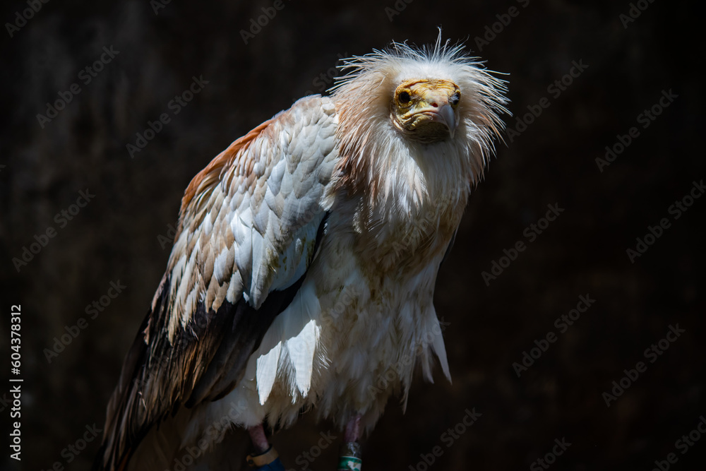 Portrait of Egyptian Vulture, Odd-looking, pale, medium-sized vulture ...