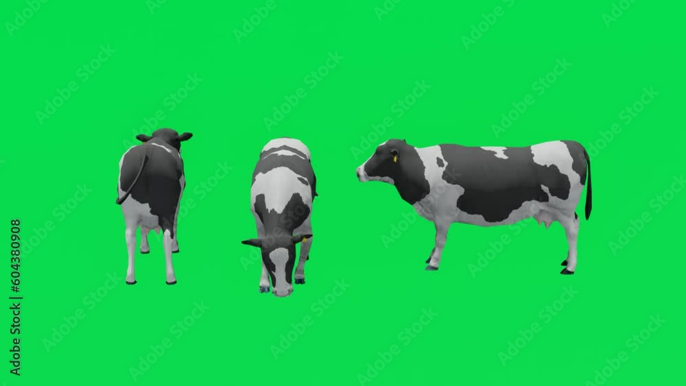 3d animation of three purebred dairy cows on a green screen eating and ...