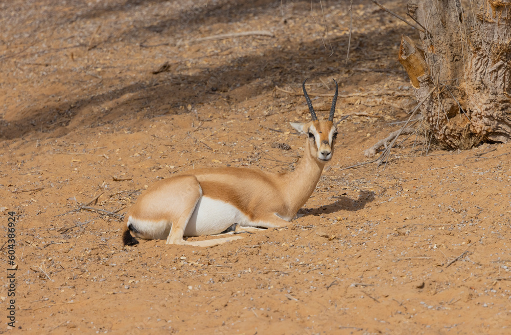 Arabian gazelle grazing within a wildlife conservation park in Dubai ...