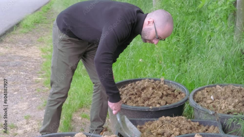 young man scoops up horse dung, manure, horse apples, in large bucket ...
