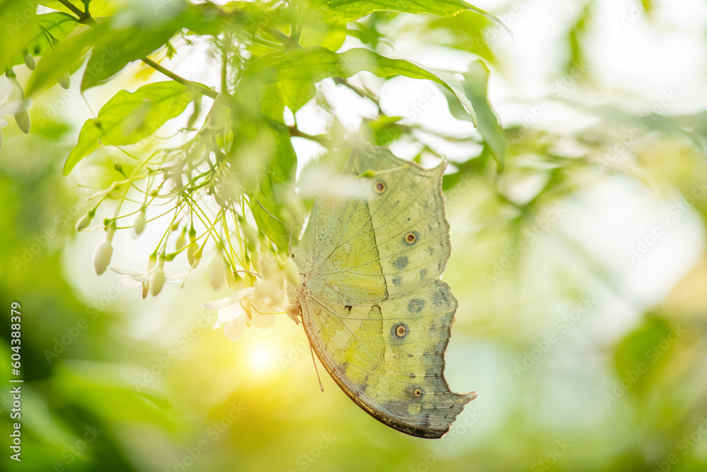 Foto de Morpho polyphemus, the white morpho, white butterfly. Tropical ...