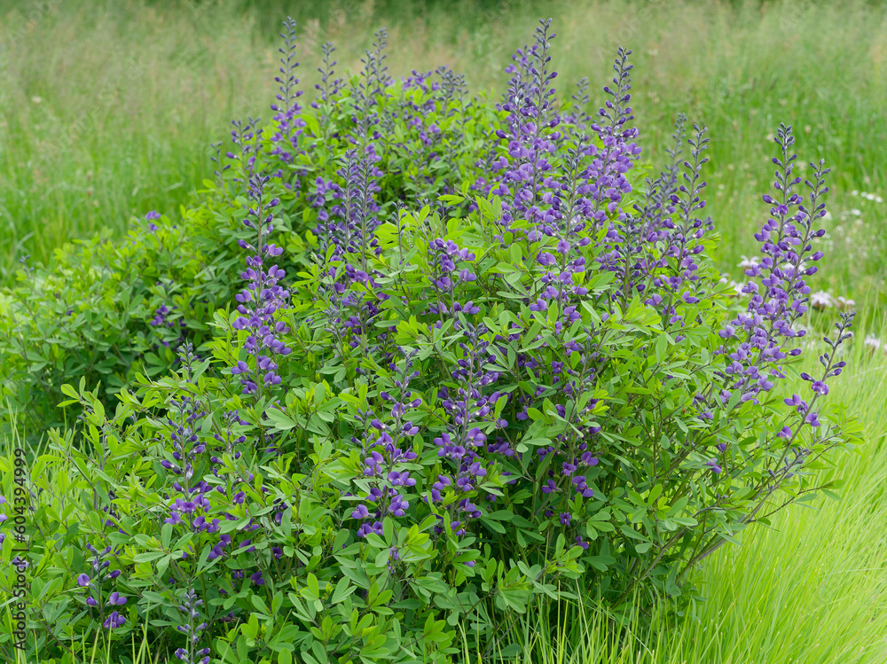 (Baptisia australis) Bush of Blue wild indigo, lupine-like flowers ...