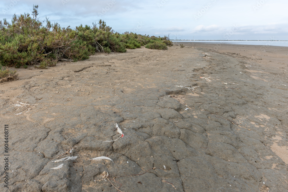Typical landscape in a lagoon of the Rhone delta in the Camargue. Stock ...