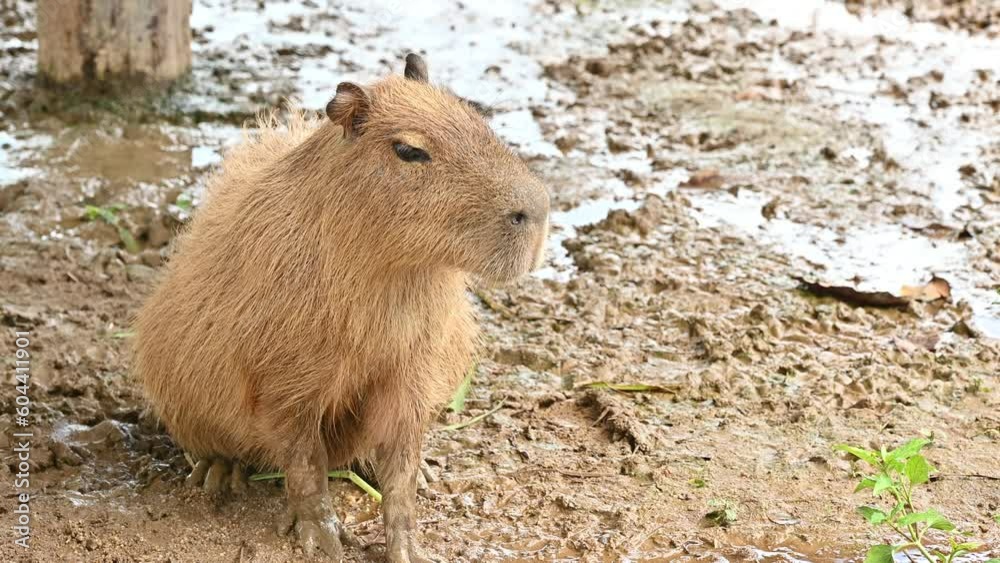 Stockvideo Capybara a giant cavy rodent native to South America. The ...
