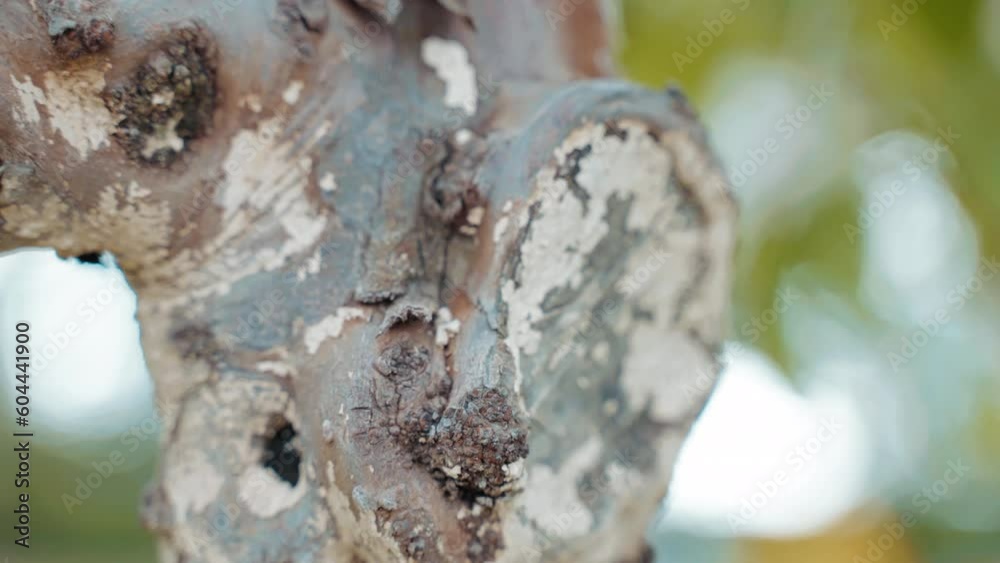 Blooming tree infected with parasites and fungal disease, sick and ...