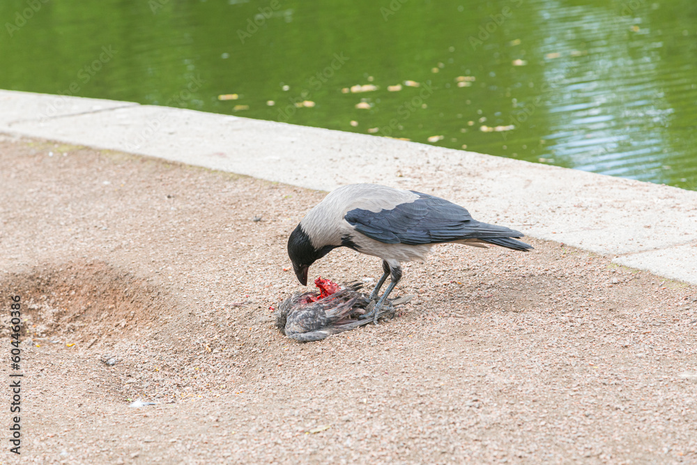 Fotka „A Carrion Crow plucking and eating a dead Pigeon. A crow eating ...