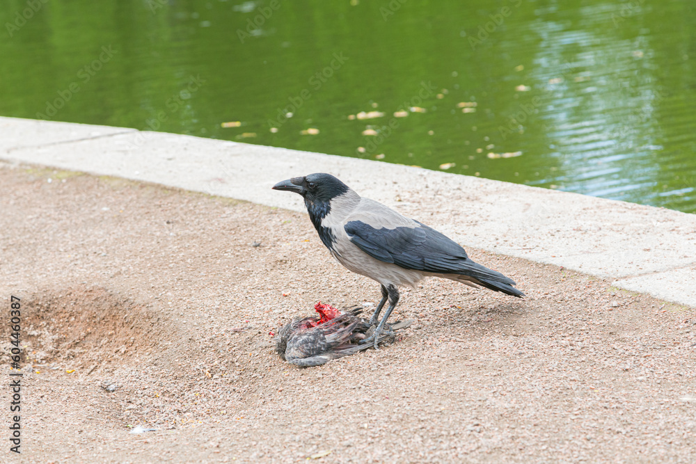 A Carrion Crow plucking and eating a dead Pigeon. A crow eating a dead ...