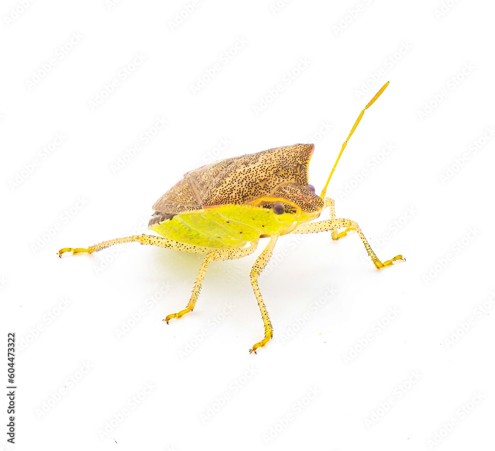 Young Euschistus obscurus - the pale lined stink bug, is a species in ...