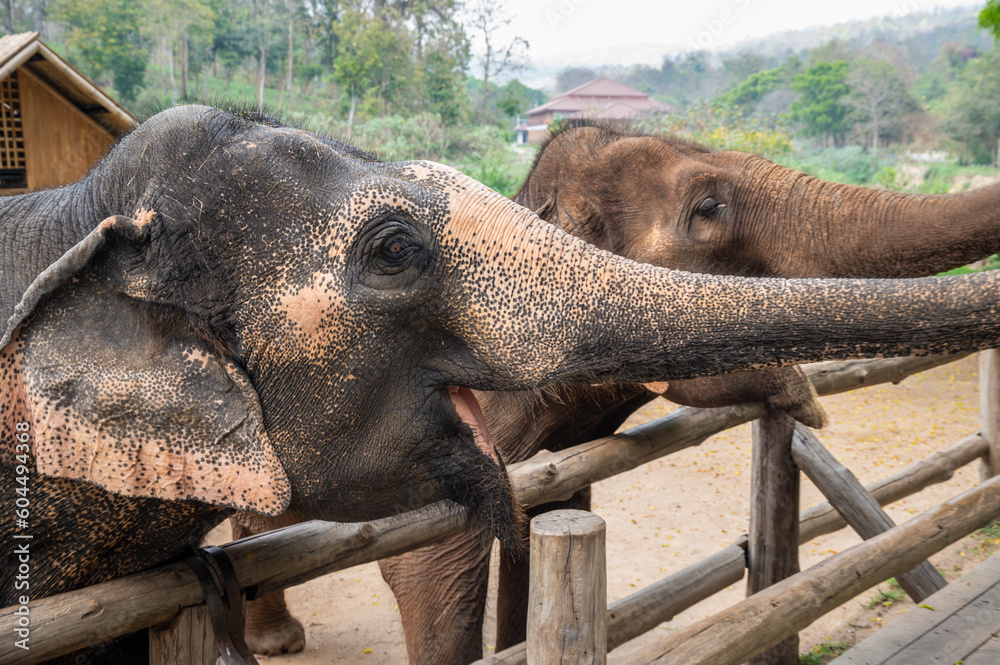 Two Asian elephant (Elephas maximus) living in wildlife conservation ...