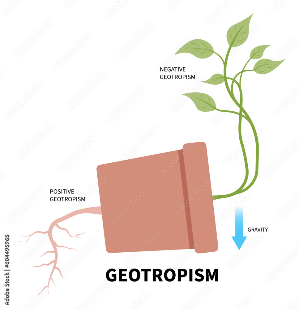 plant root growth experiment gravity with gravitropism geotropism ...