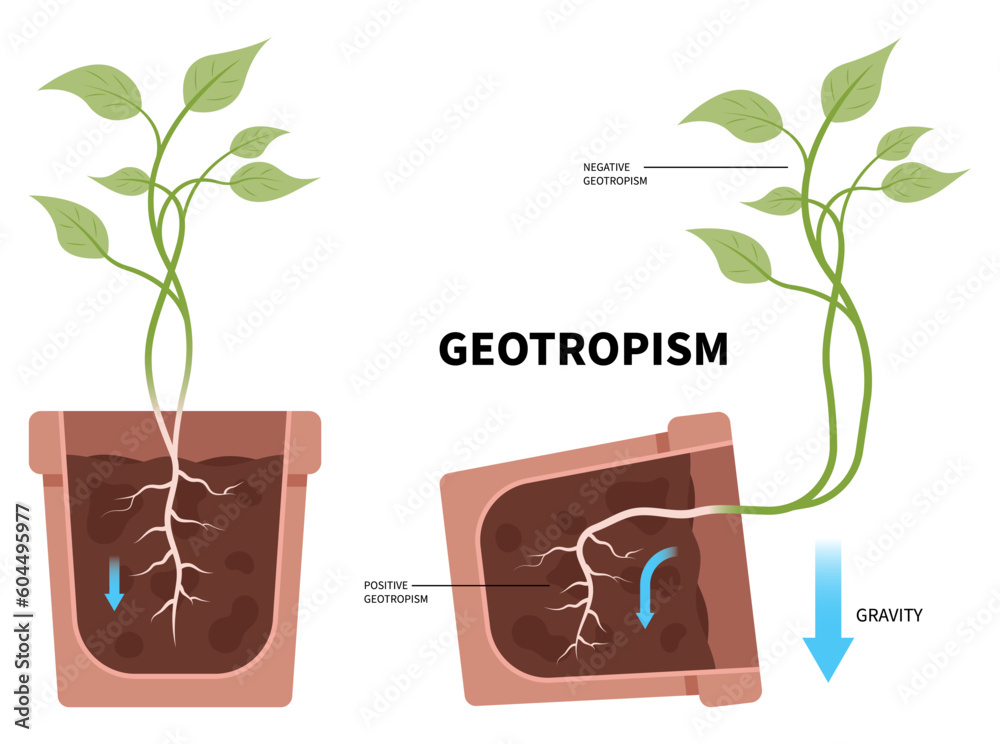Thigmotropism Diagram