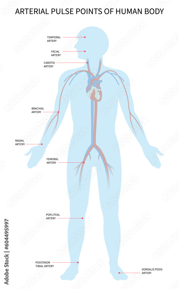 Pulse point arteries and radial wrist carotid neck Heart rate beat body blood pressure femoral ...