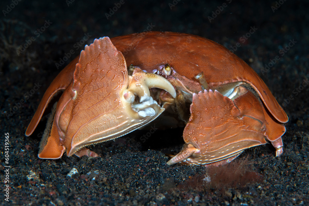 Shame-faced crab - Calappa calappa. Crab eating another crab. Diving ...