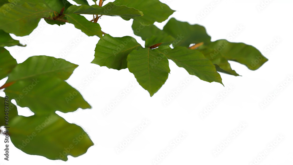 Beech Branches with green leaves islotaed framing one side | Tree ...