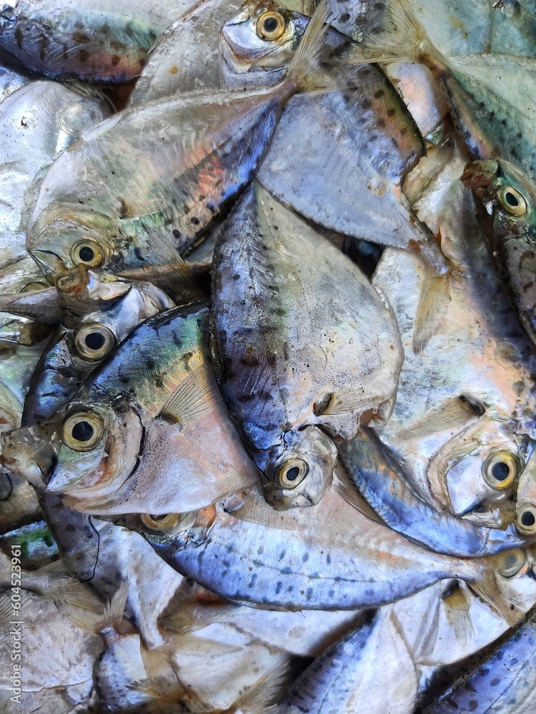 Spotted Half moon fish pile in Indian fish market for sale HD mene ...
