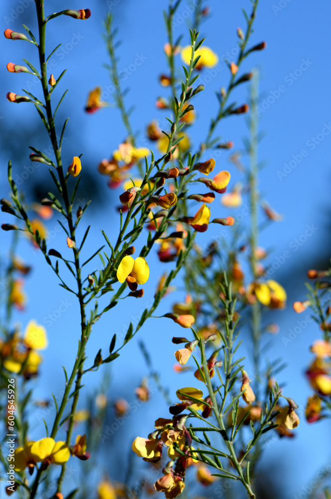 Yellow and red flowers of the Australian native pea Bossiaea ...