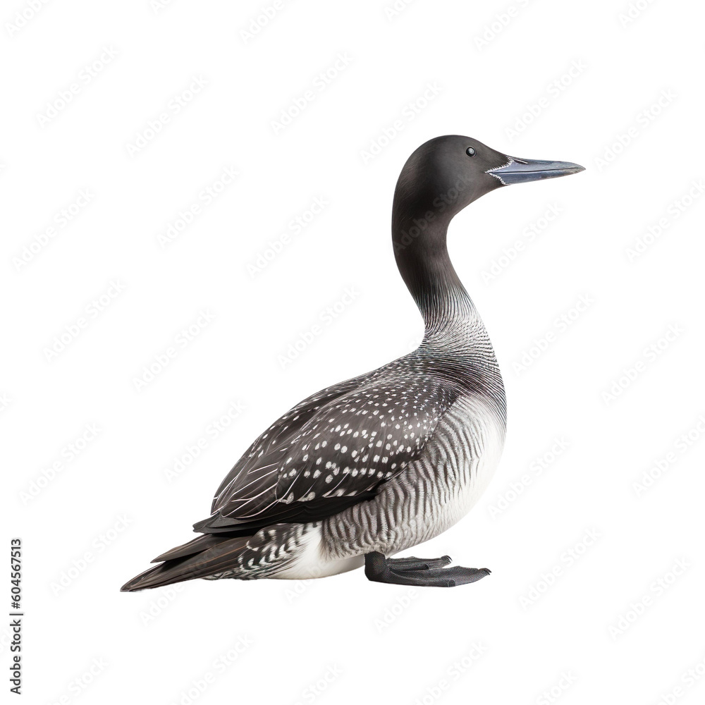 Common Loon bird isolated on a transparent background, Generative ai ...