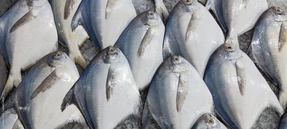 Fresh pomfret fish on the ice close-up shot. Delicious seafood and fish ...