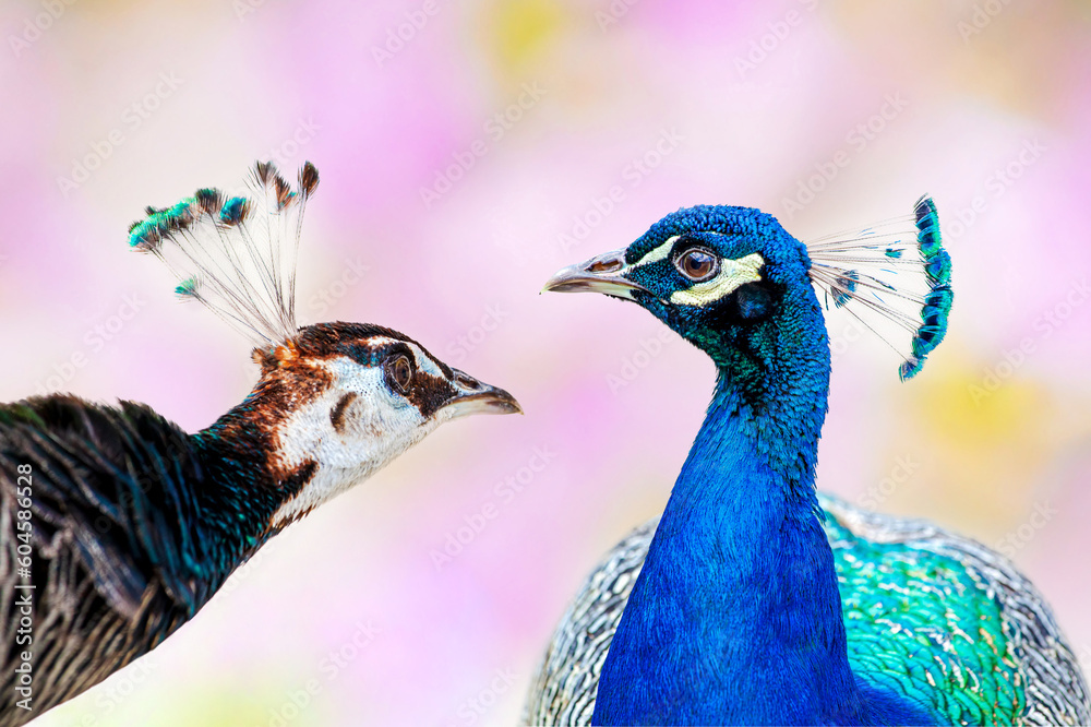 portrait of a male and a female Indian peafowl, Pavo cristatus, peacock ...