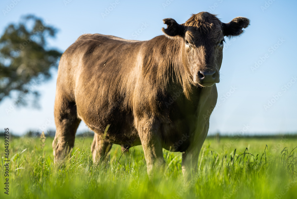 Portrait of a beautiful cow, of beef cows, breeds include speckle park ...