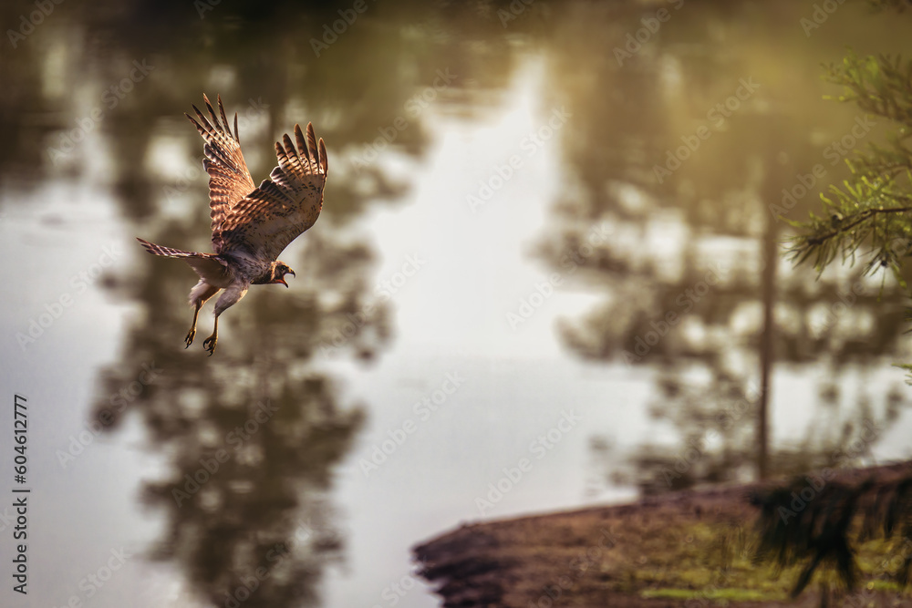 Discover the Red-Shouldered Hawk, a majestic bird of prey. Known for ...