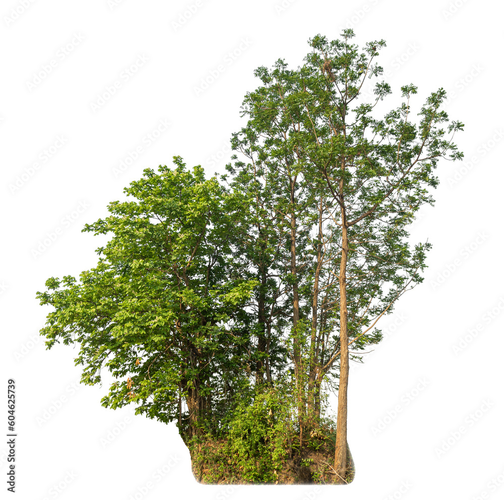 Green tree isolated on transparent background with clipping path and ...