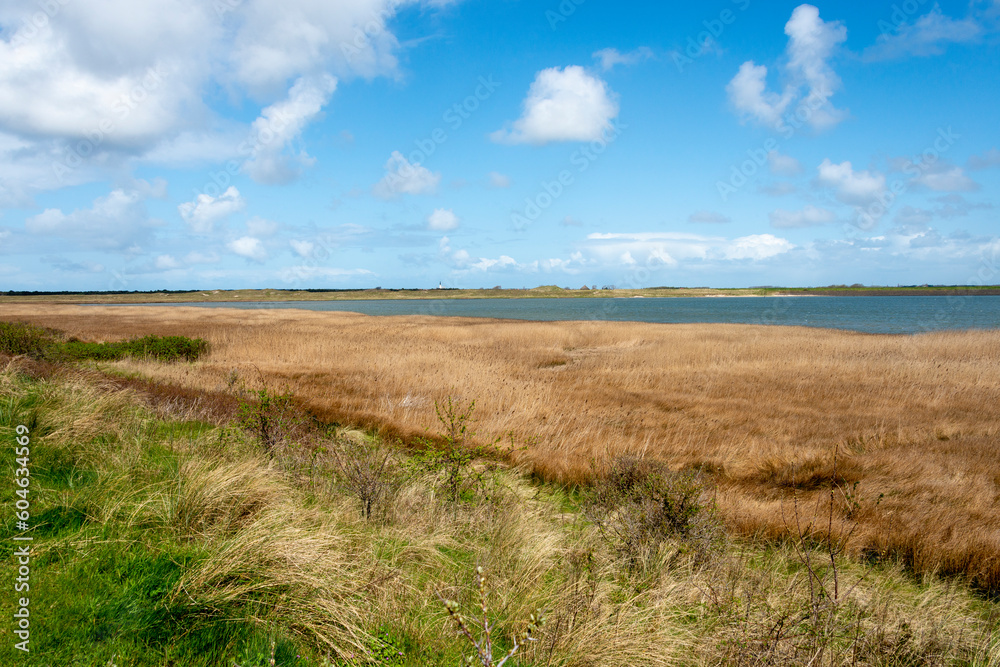 Parc national, Mer des Wadden, île de la Frise, Ile Texel, Pays Bas ...