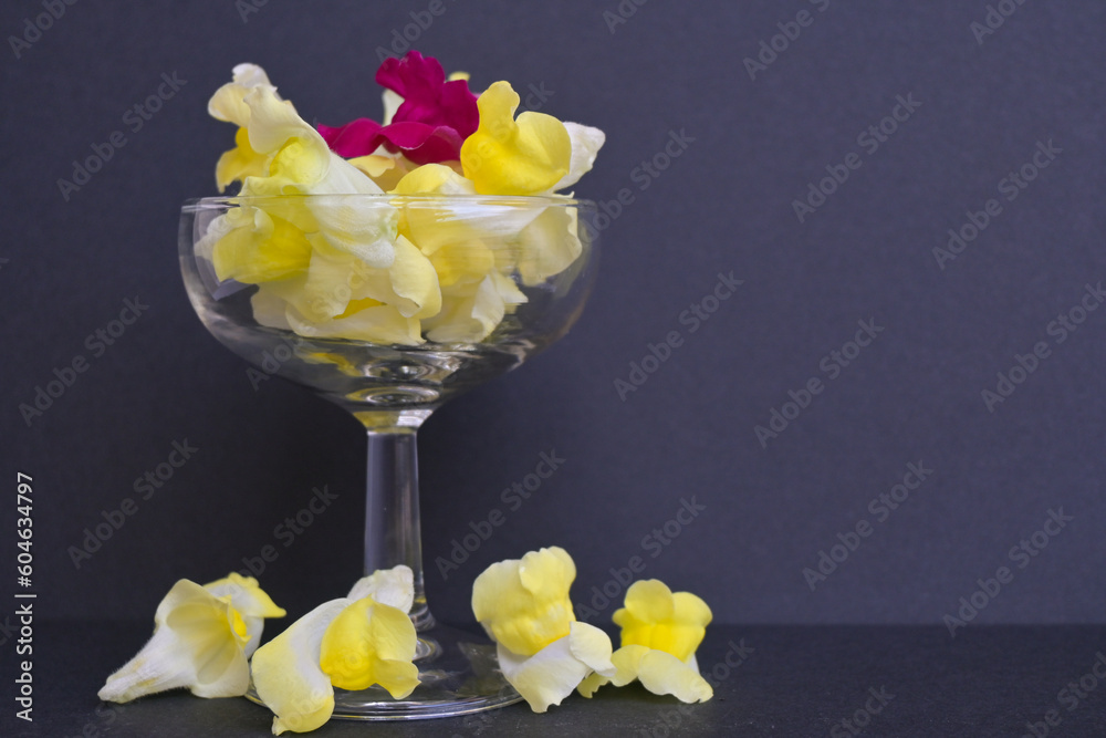 Photo & Art Print Copa con flores Boca de Dragón amarillas y morada con ...