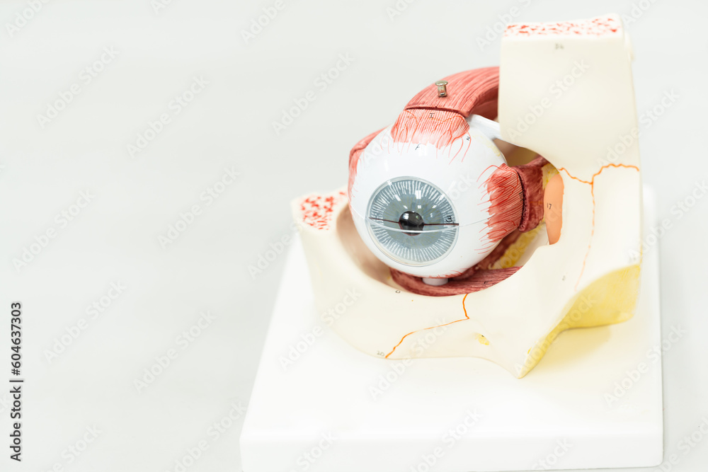 Eye anatomy model for ophthalmologist explain patient .Part of human ...