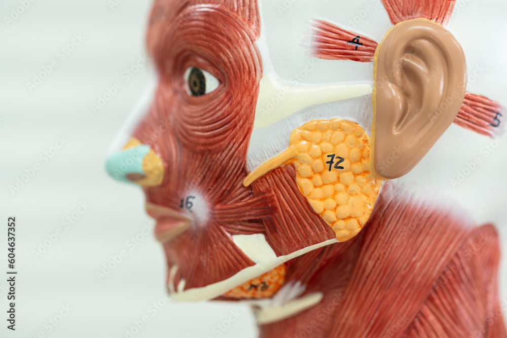 Anatomy human head model on white background.Part of human face model ...