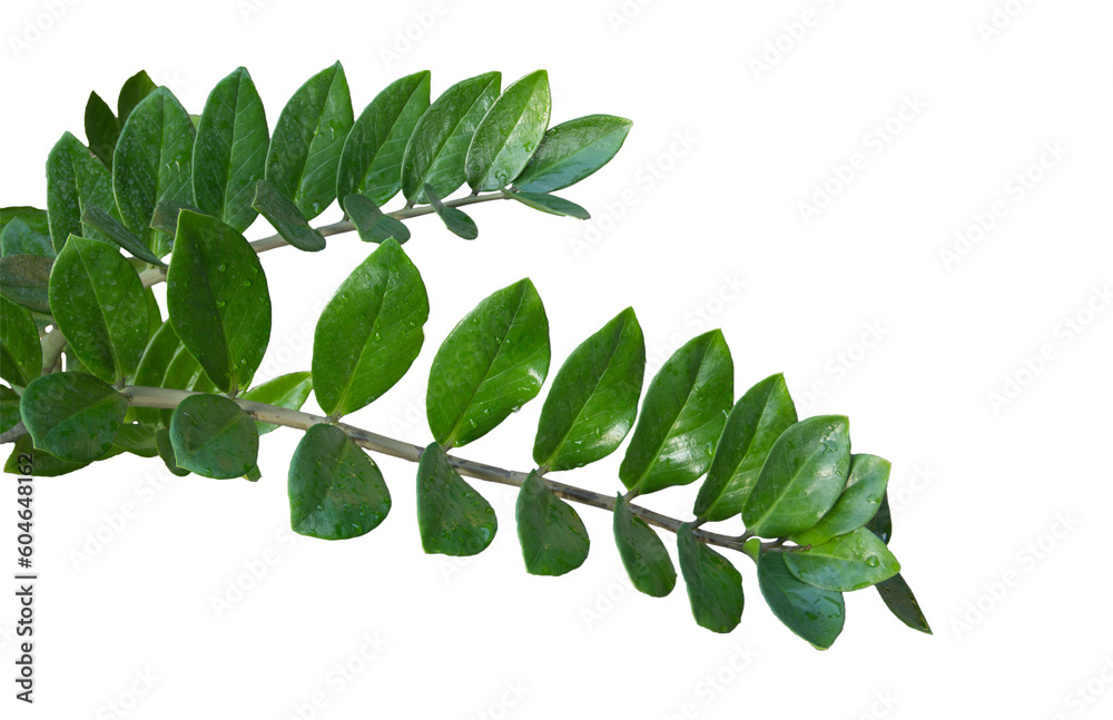 Zamioculcas zamiifolia or other names ZZ plant, aroid palm, emerald ...