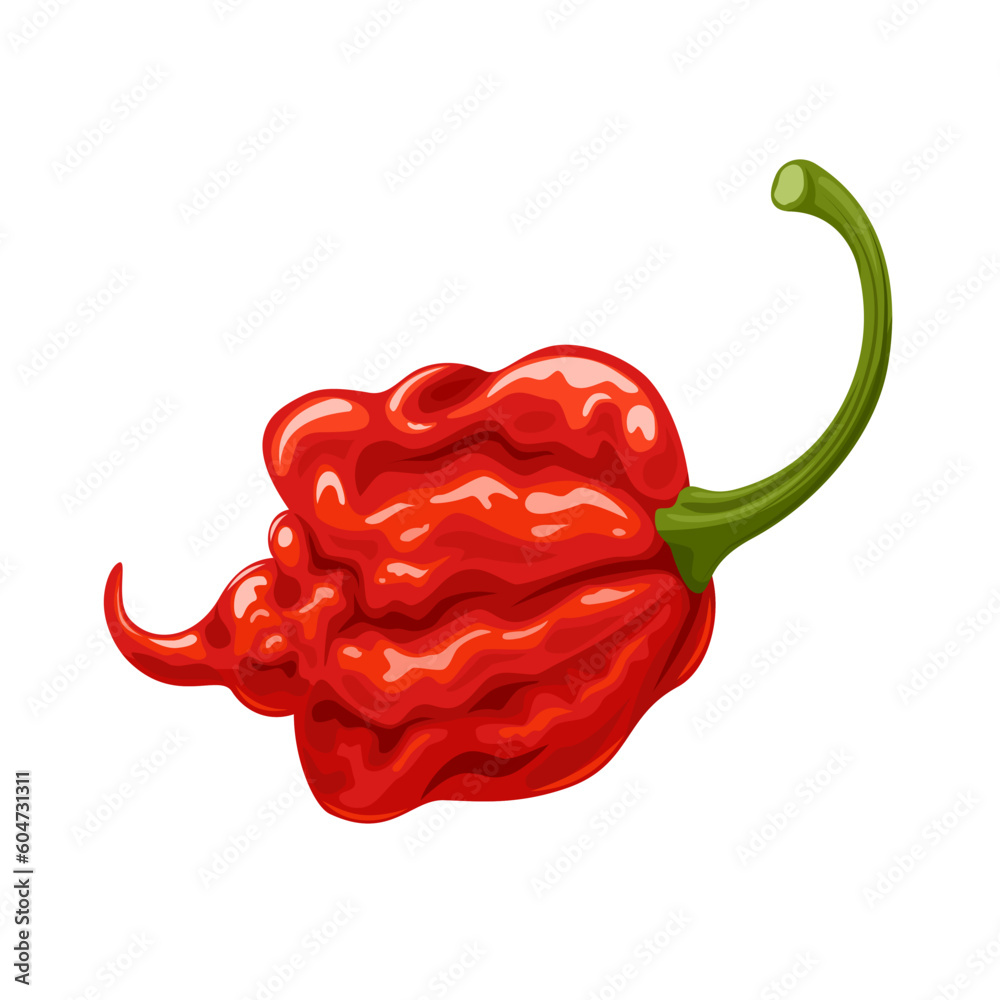 Vector illustration, Carolina Reaper chili pepper, isolated on white ...
