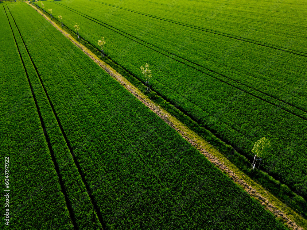 planting a new windbreak in the field, a biocorridor, an avenue of ash ...