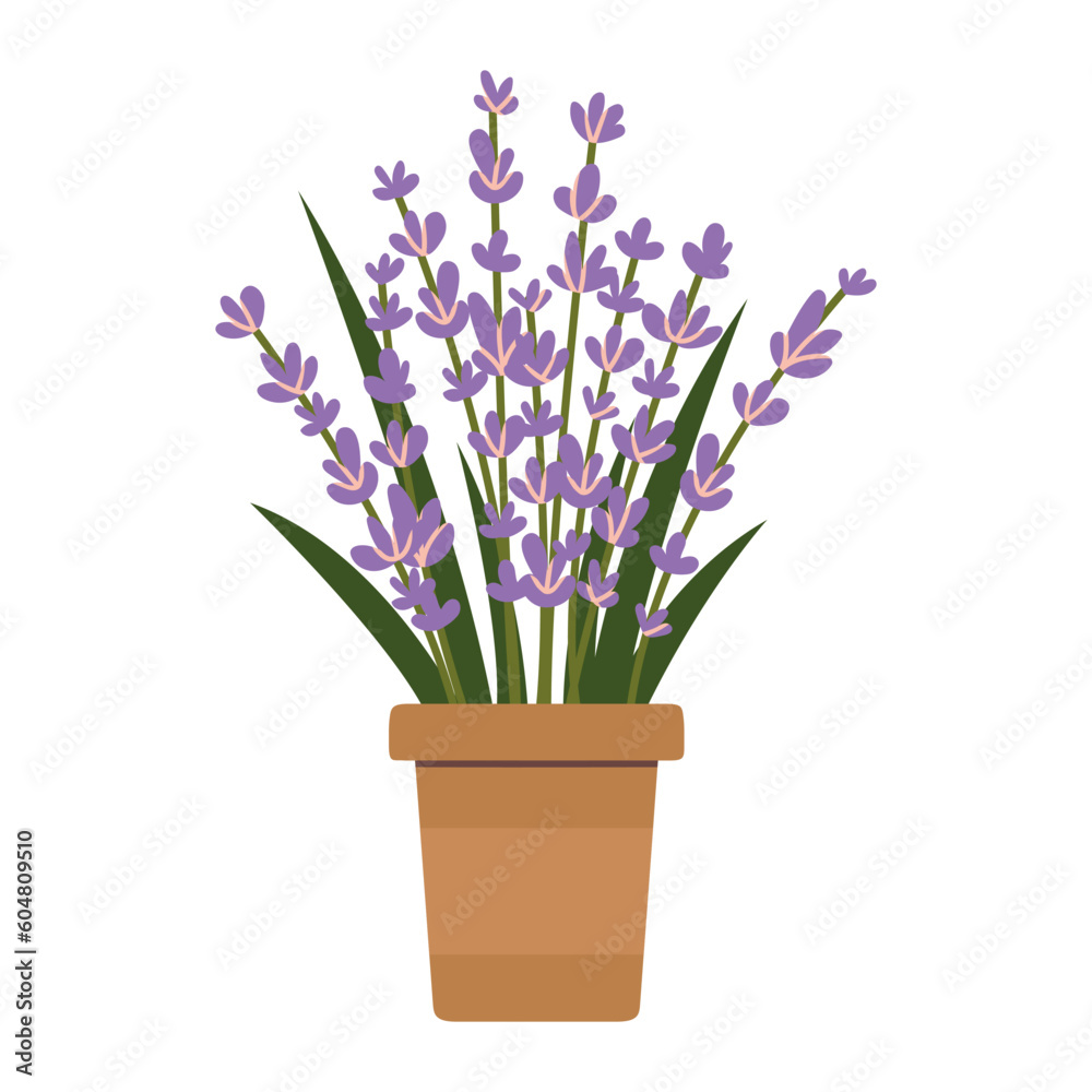 Blossom lavender in a pot, cartoon style. Trendy modern vector ...