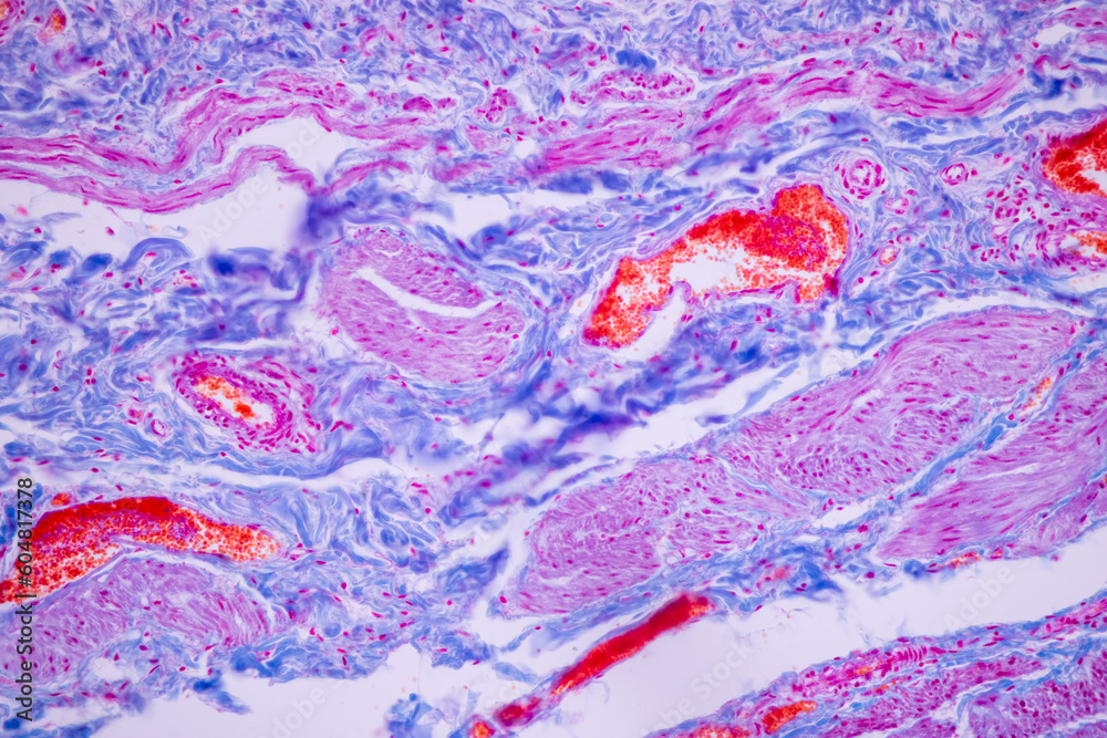 Histological Smooth muscle human under the microscope for education ...