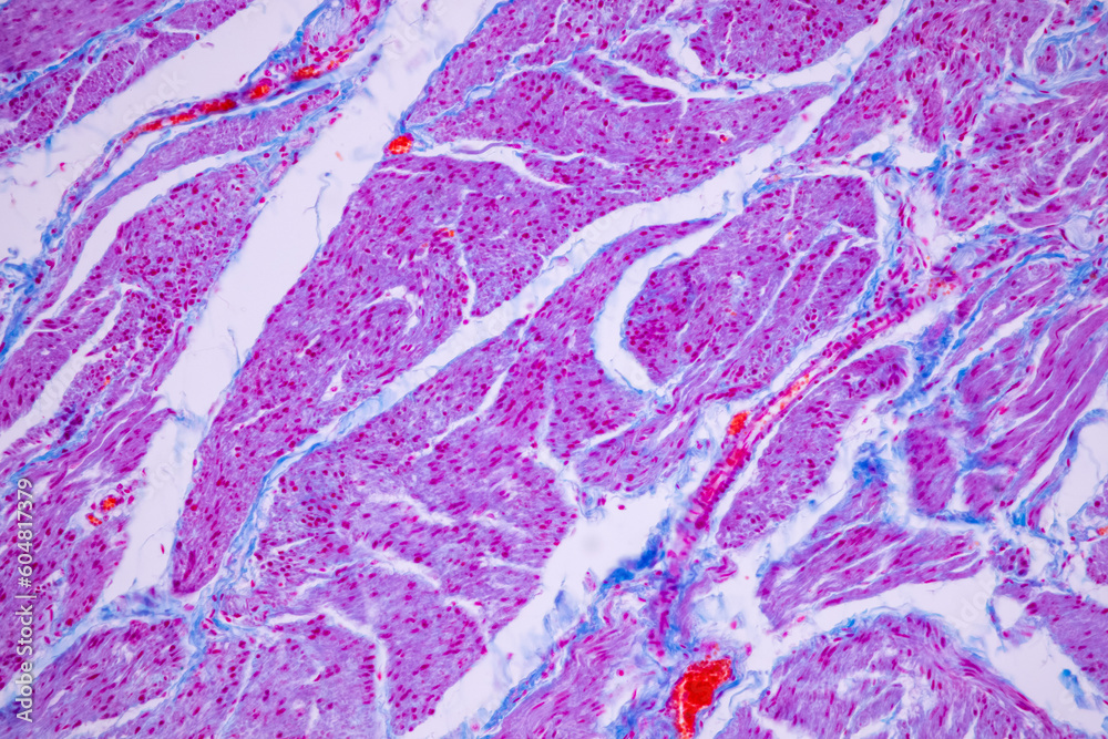 Histological Smooth muscle human under the microscope for education ...