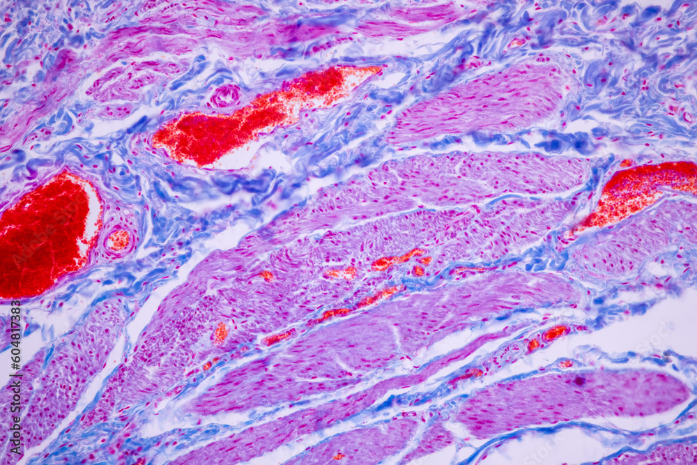 Histological Smooth muscle human under the microscope for education ...