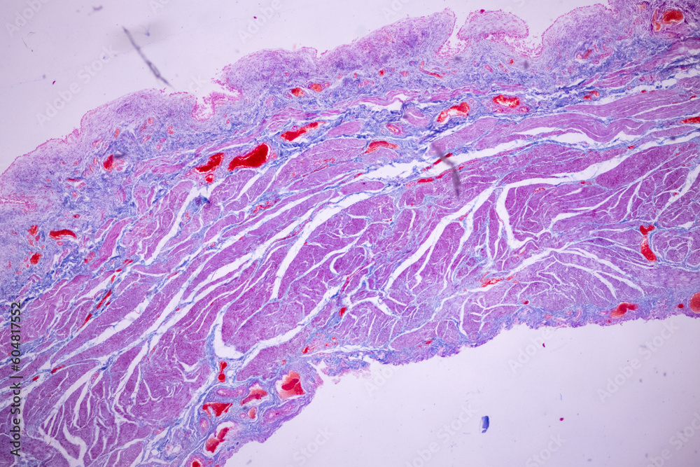 Histological Smooth muscle human under the microscope for education ...