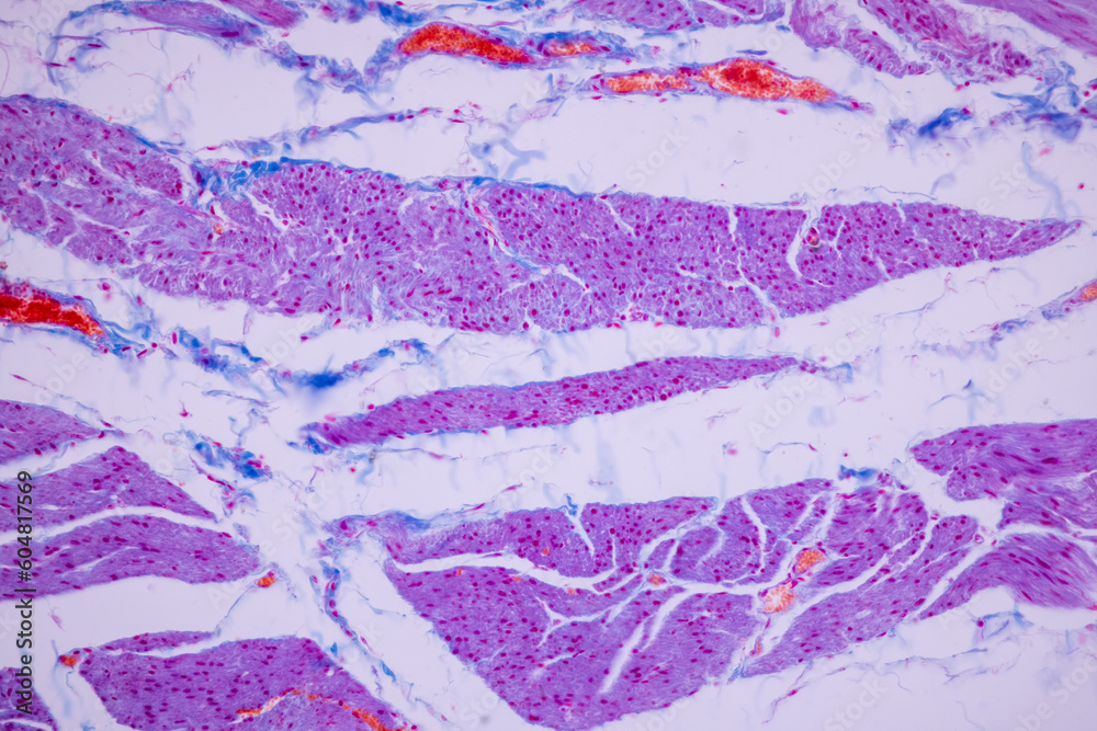 Histological Smooth muscle human under the microscope for education ...
