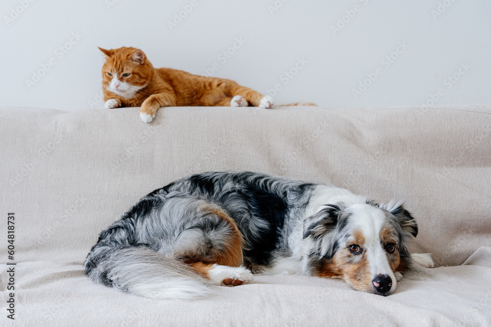 Red cat and grey dog lives together. Friendship between pets. Life with ...