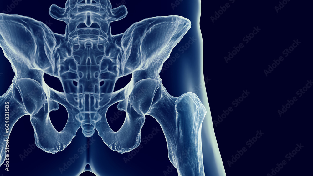 3d medical illustration of a man's pelvis Stock Illustration | Adobe Stock