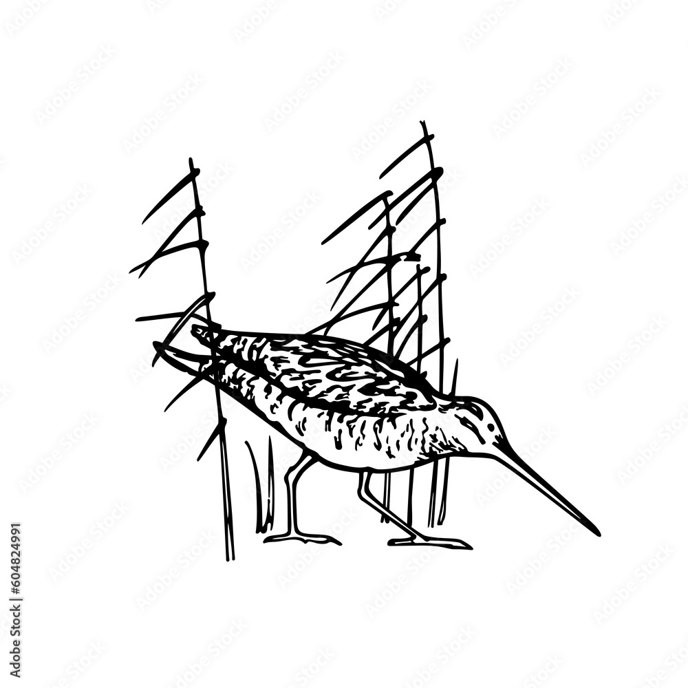 Vector card with hand drawn sweet Snipe wandering in wetland grass. Ink ...
