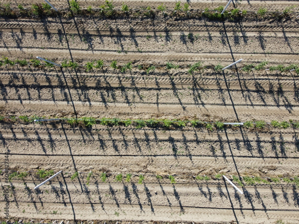 Aerial Modern Garden. aerial top view of an apple orchard planted using ...